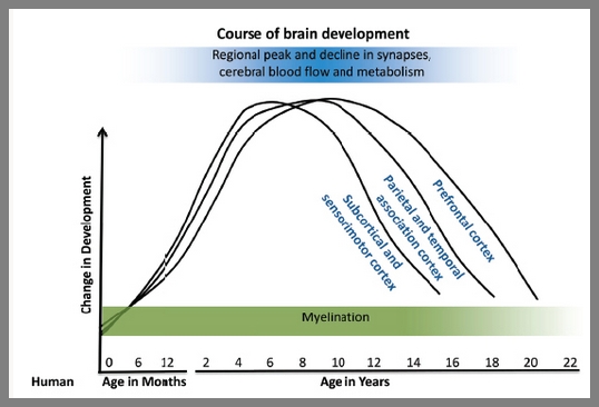 Future and Cosmos: Synaptic Density Studies Contradict Prevailing ...