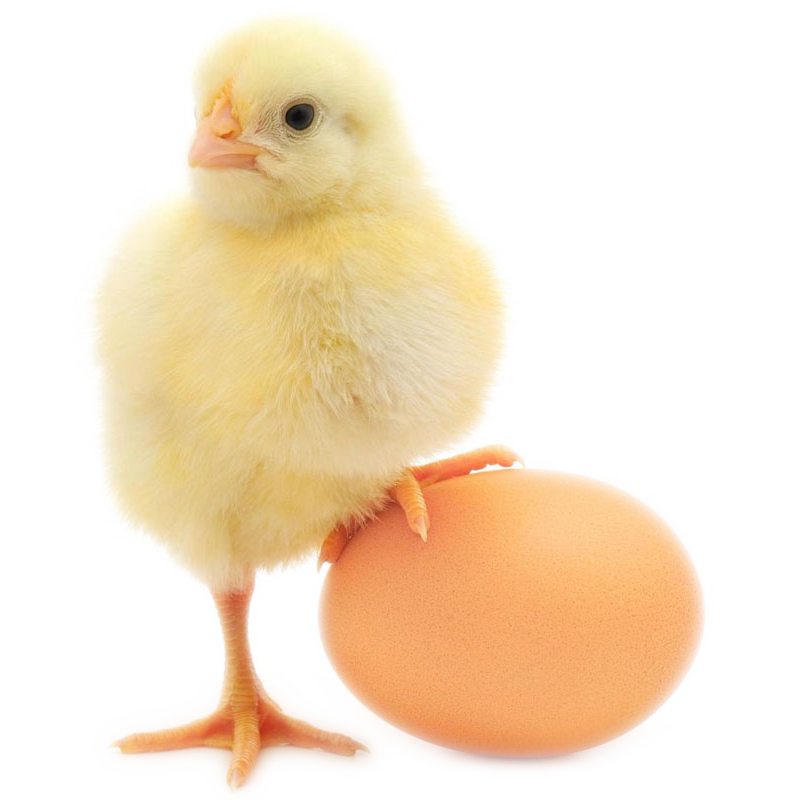 Picky Chicky's Picks