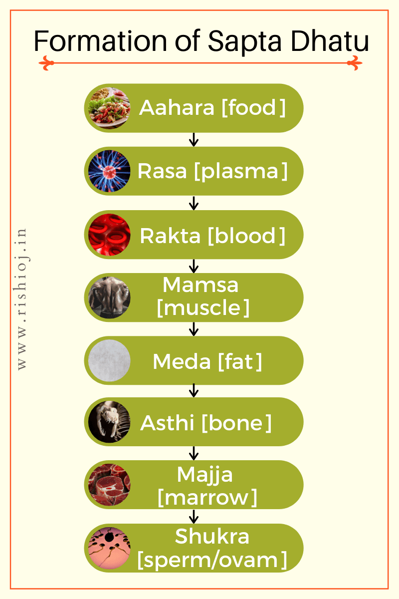 Saptadhatu in Ayurveda - The Seven Body Tissues
