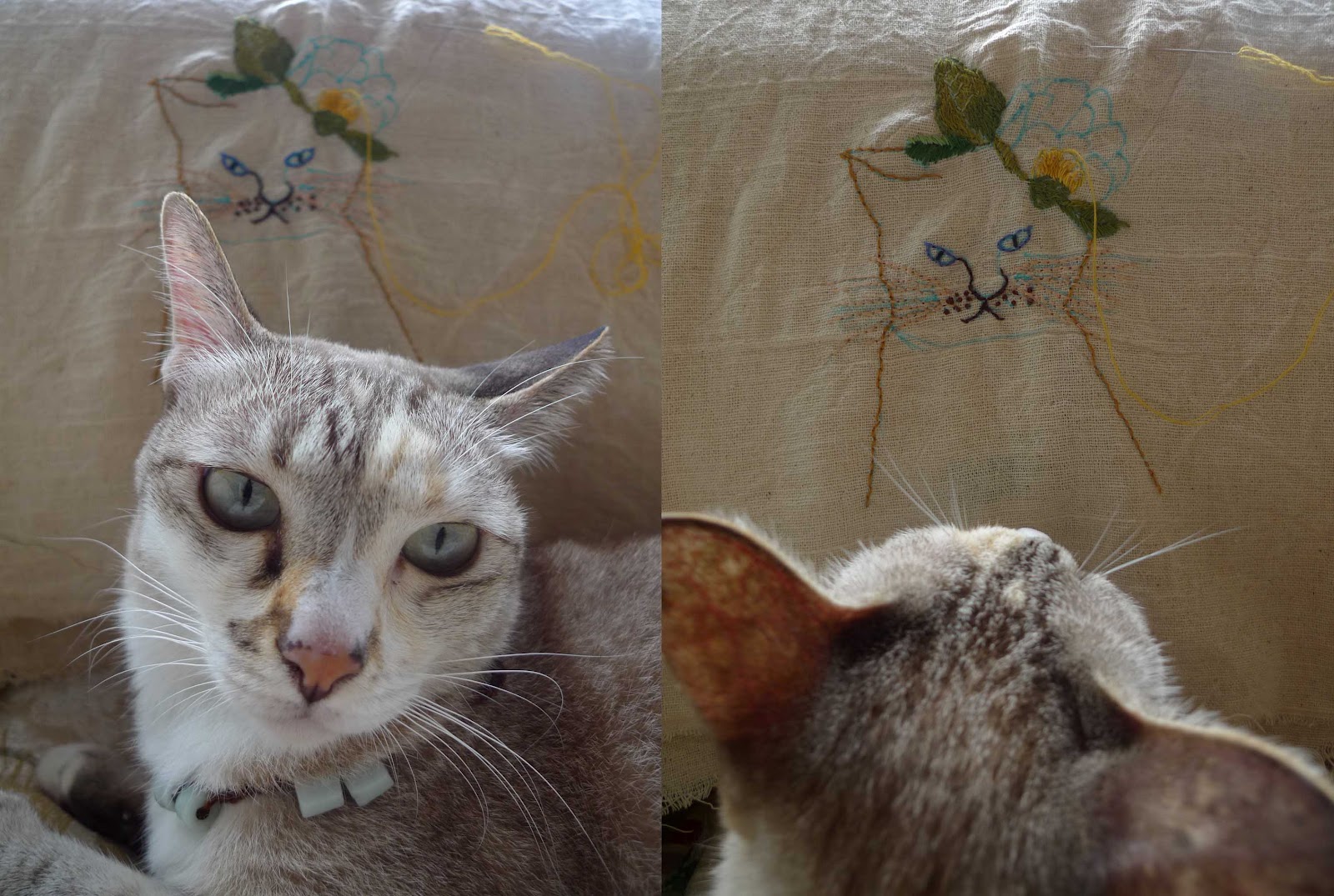 D O K N O M M E A W P L A Y Cat Model d-o-k-n-o-m-m-e-a-w-p-l-a-y-cat-model