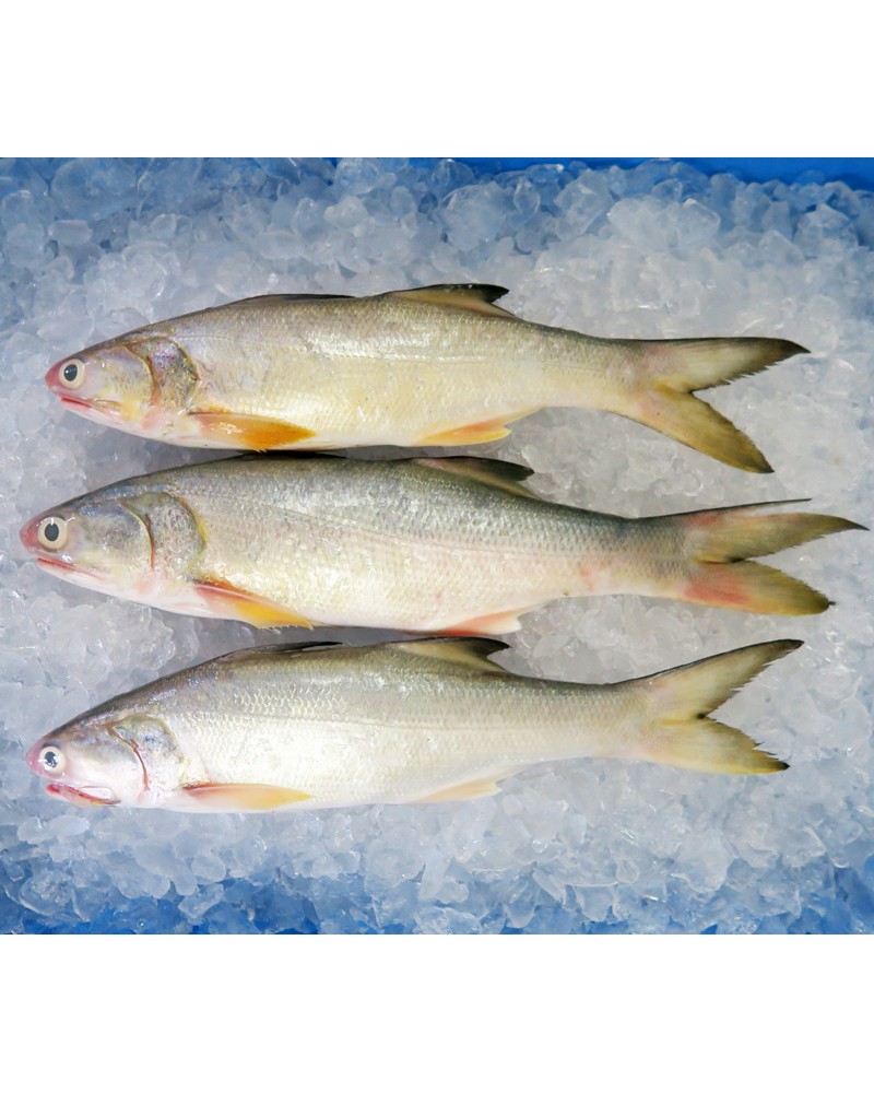 Frozen Threadfin Fish