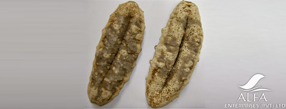 Dried Sea Cucumber - Alfa Enterprises (PVT) Ltd. Welcome to Sri Lanka
