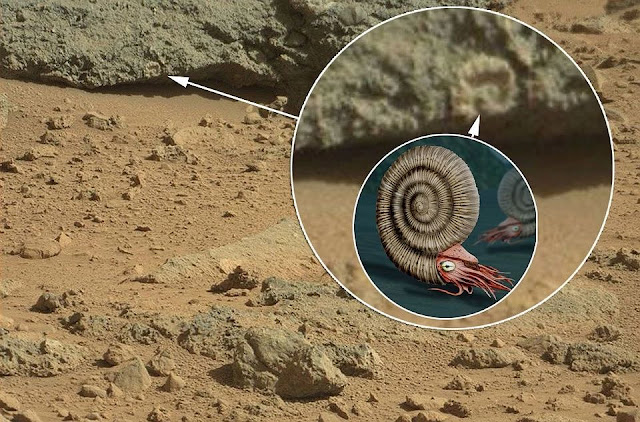In The Photographs From Mars, We Saw A Shell