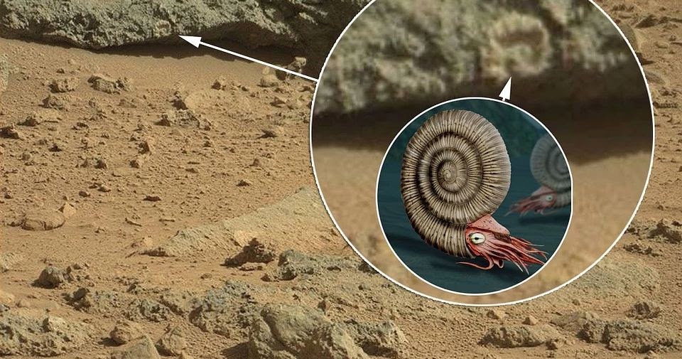 In The Photographs From Mars, We Saw A Shell | The Planet Today News ...