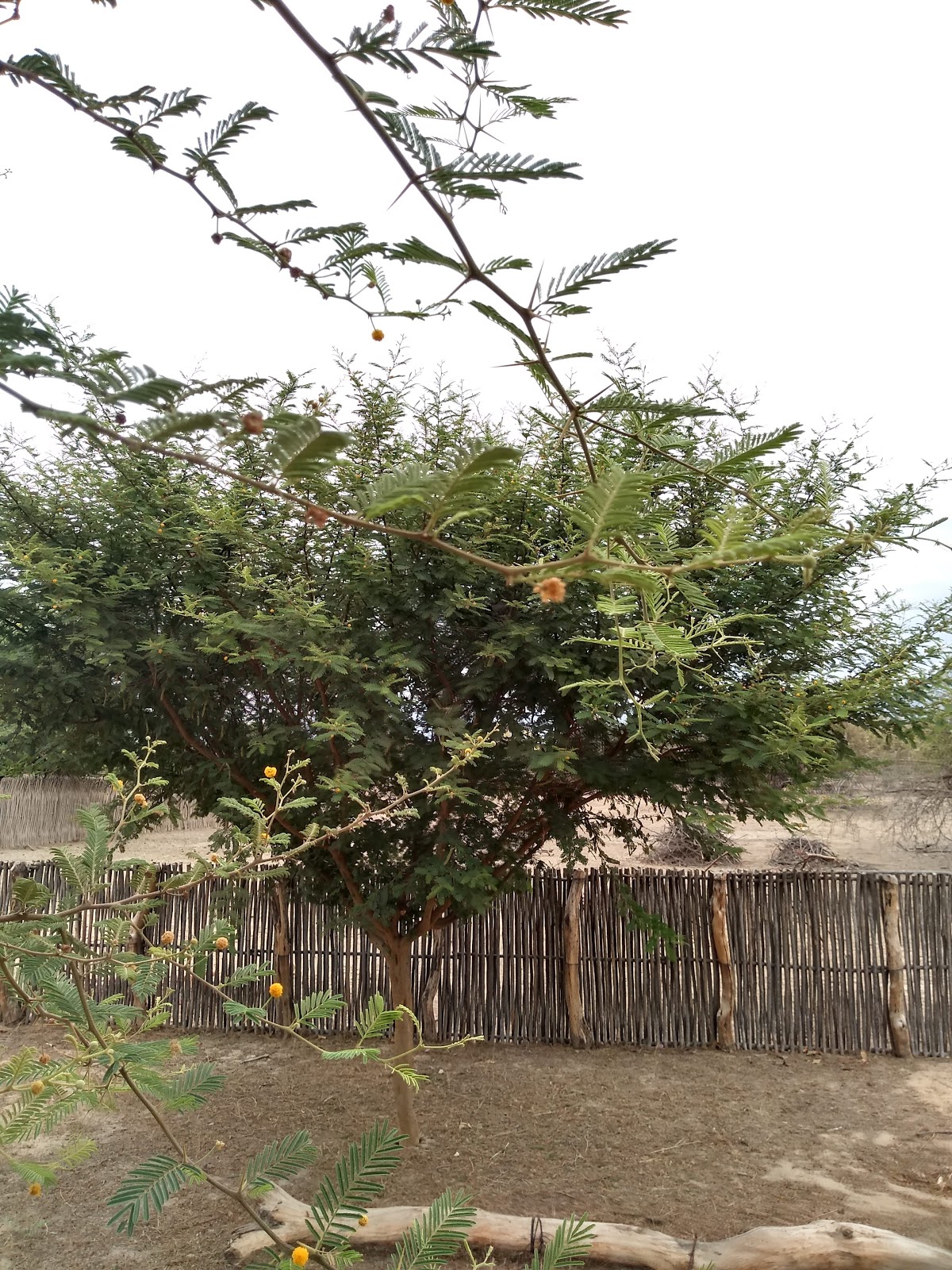 Plantando mi árbol: El Faique