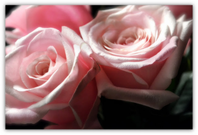 A SCRAPBOOK OF INSPIRATION: Roses are Pink
