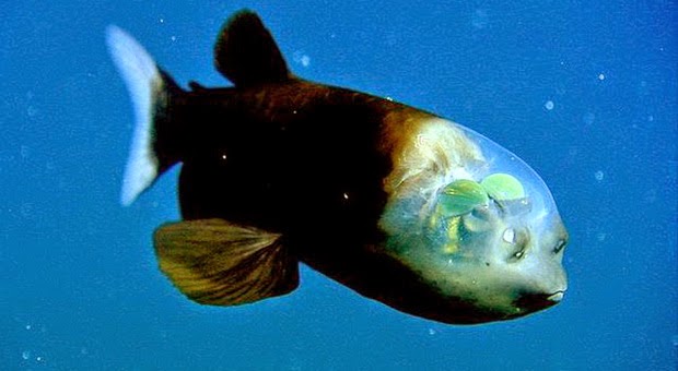 Barreleye – Ikan Berkepala Transparan - Anarufa Pitucha Blog