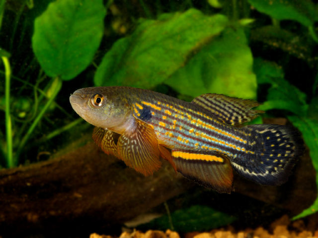Bolivian Killifish