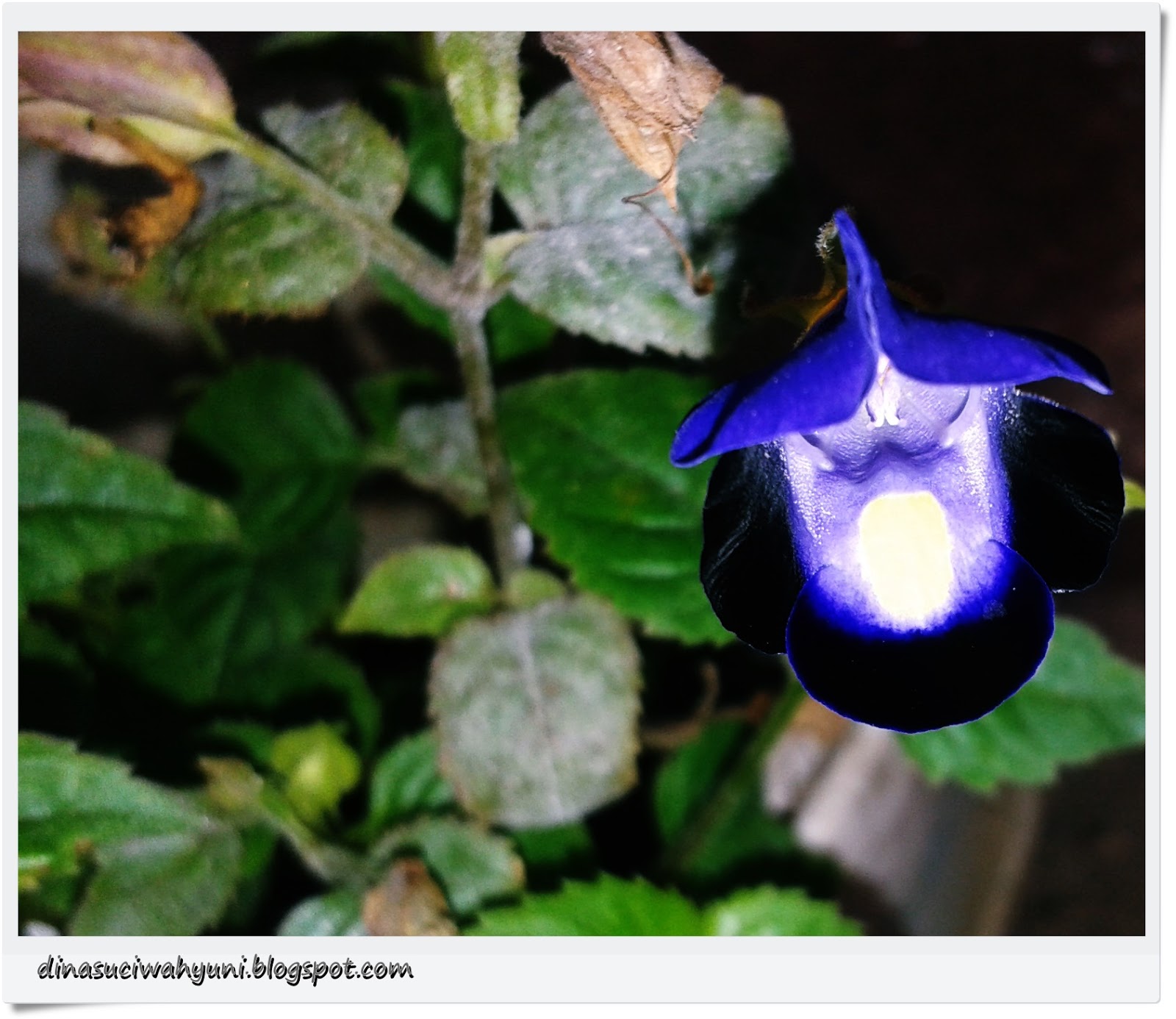 KLASIFIKASI ILMIAH MANDEVILLA SANDERI - BUNGA TEROMPET WARNA UNGU CORAK ...