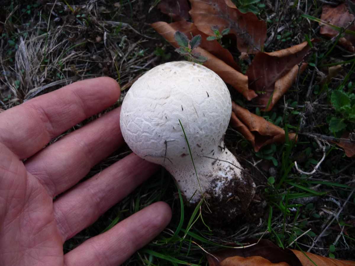 r o b i n 's y a r d: Lycoperdon, Handkea, Calvatia, Bovista