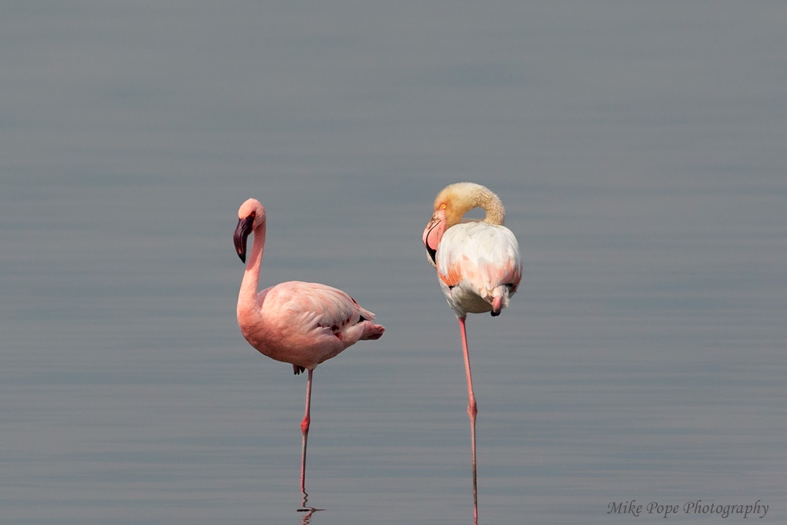 Kuwait Birding: Welcome back, Pink Lady