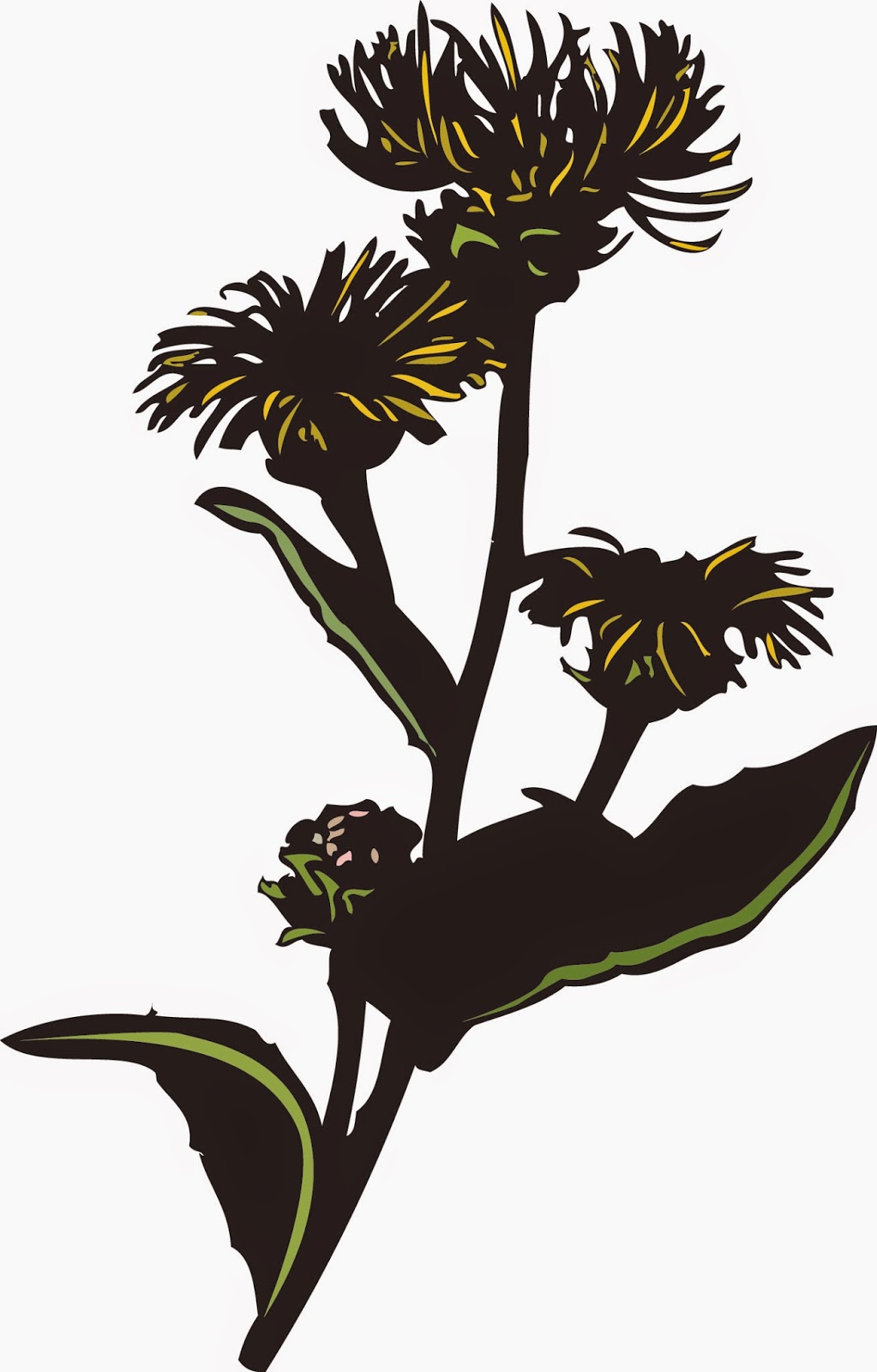 herbsinabottle: Inula helenium root