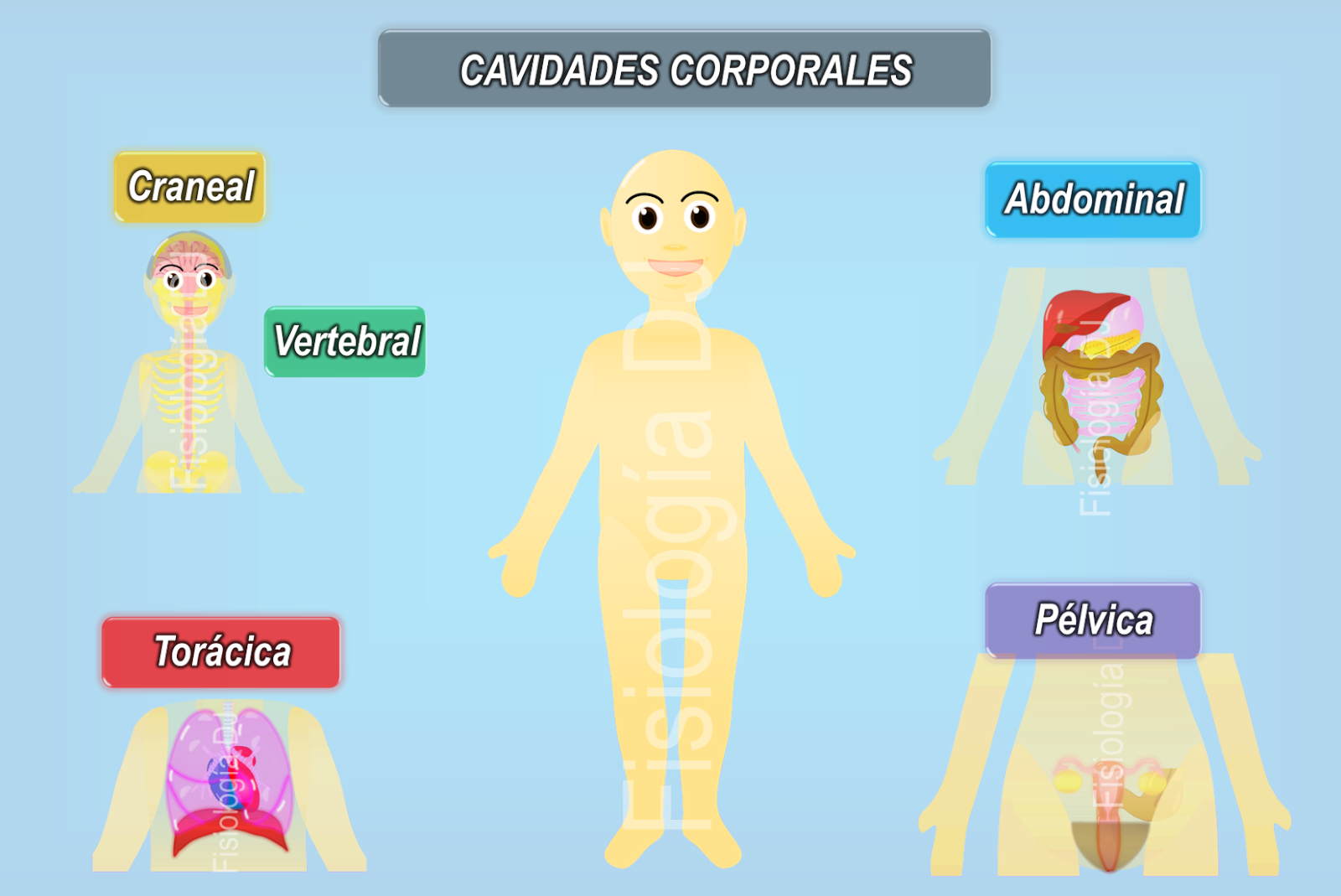 Fisiología DJ: Anatomía: Cavidades corporales