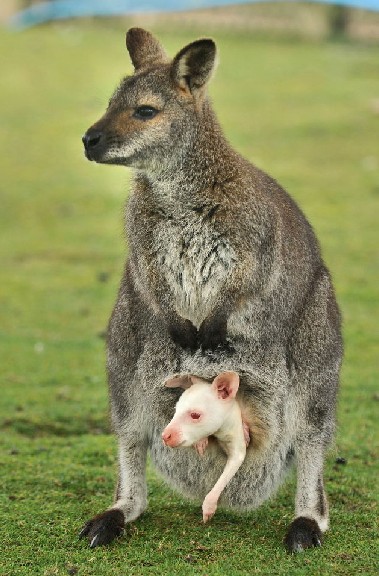 Cocteil de Cuvinte: Cangurul