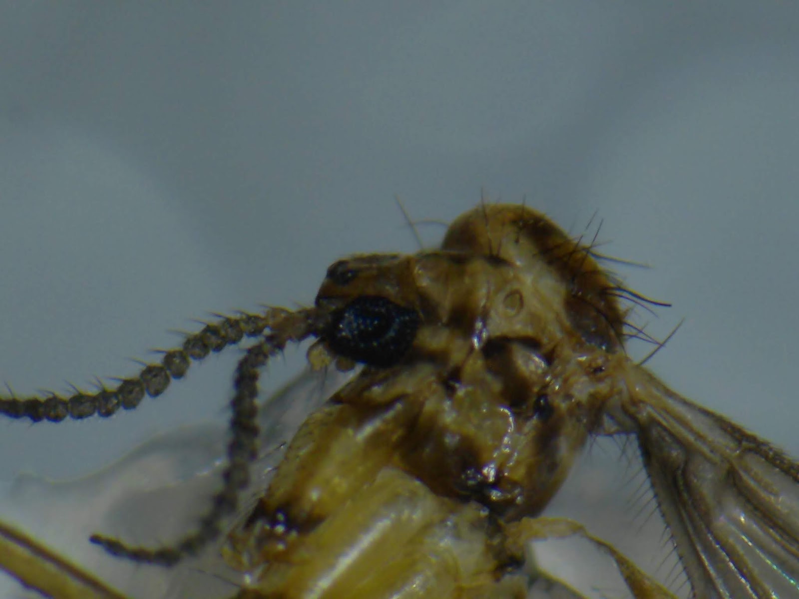 Diptera and Fungi: Ditomyiidae-Asioditomyia