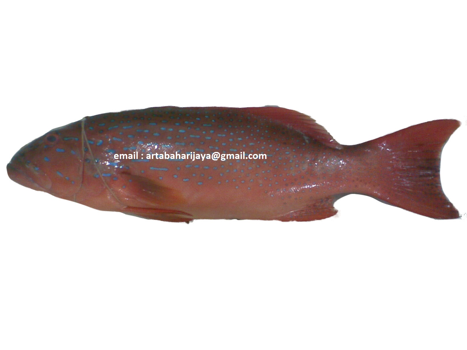 IKAN EXPOR: BELI IKAN SUNU BONE