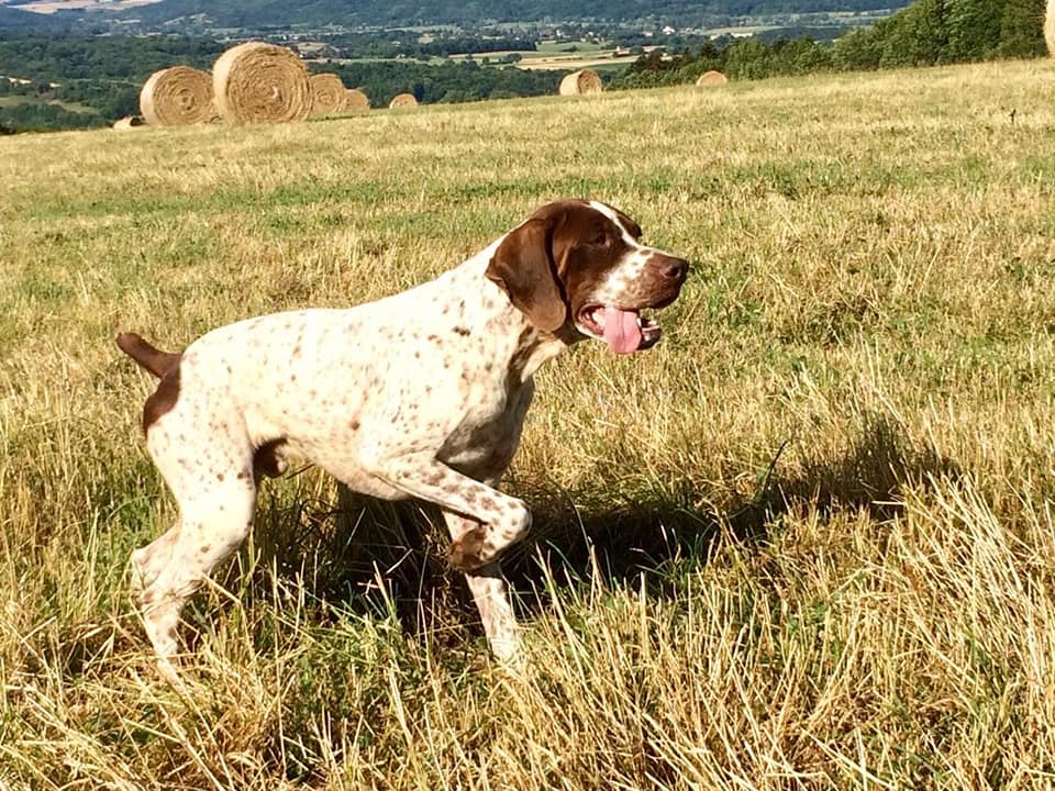 BRACO FRANCÉS DE BELBOX: BRACOS, BRACOS, BRACOS