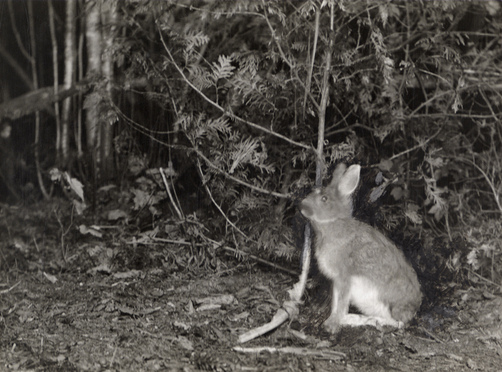 EL ANIMAL INVISIBLE: Caza fotográfica. Un genio de la fotografía ...