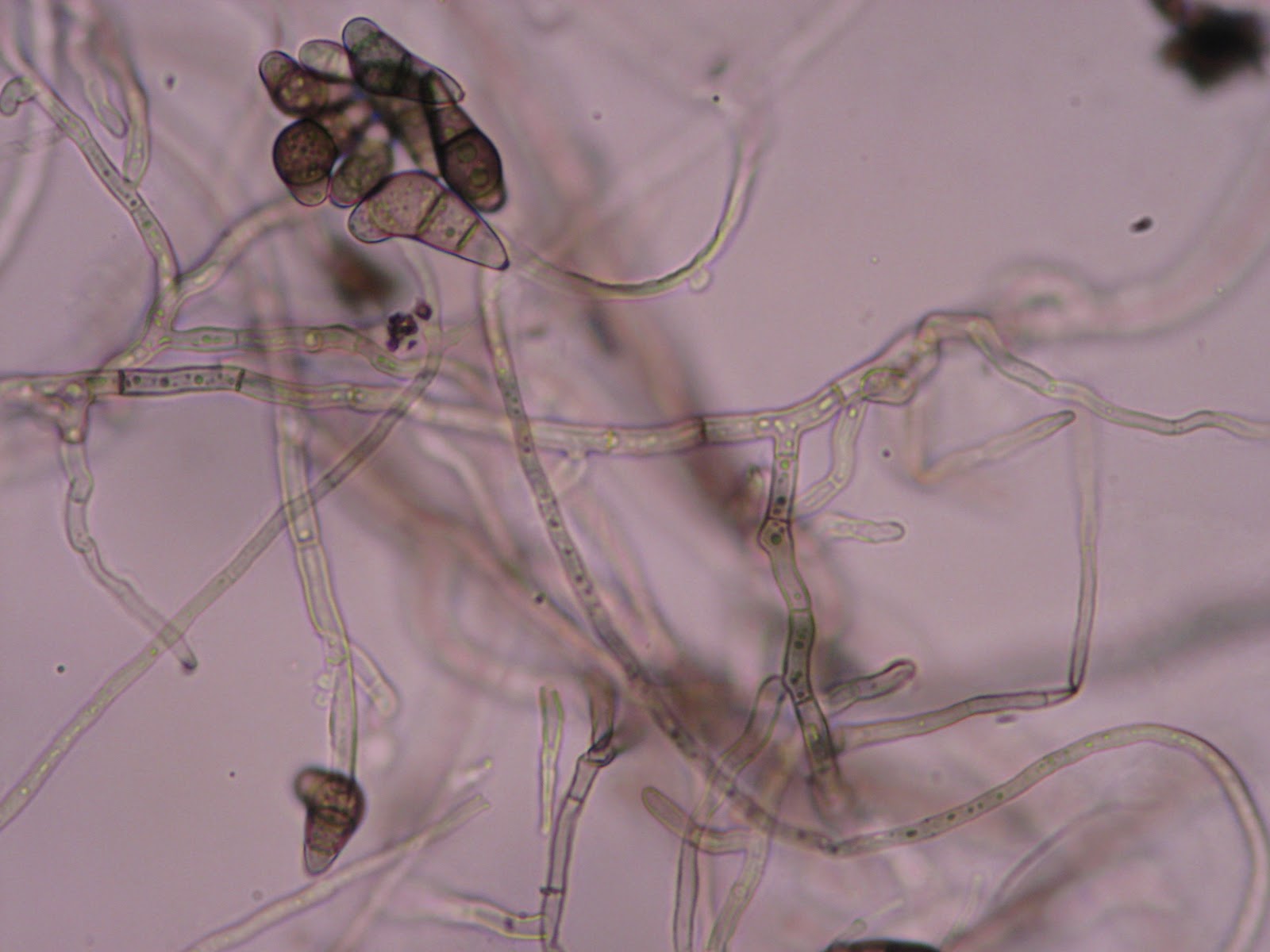 Charity Owings' PLPA 631 Blog: Lab 5