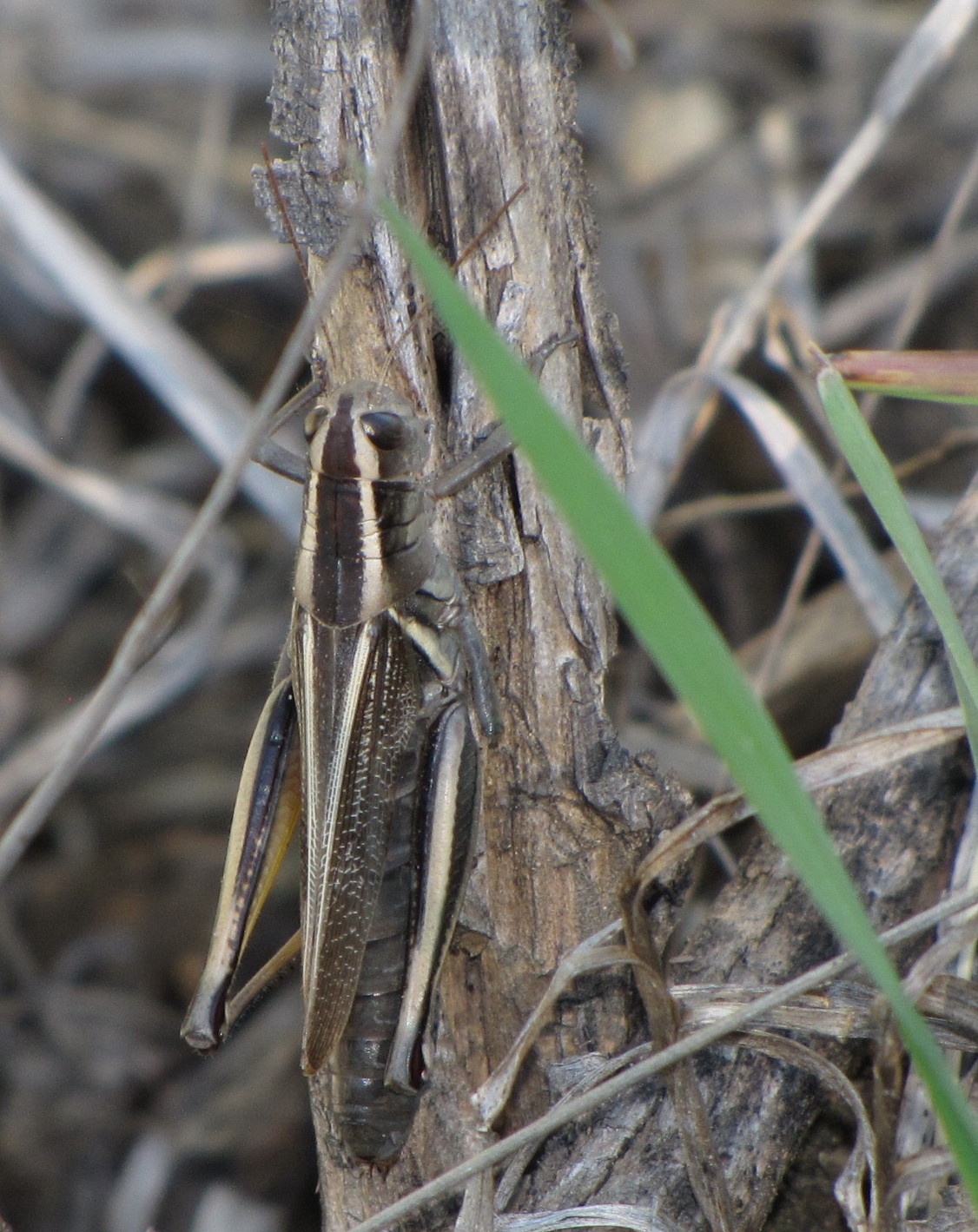 Bug Eric: It's 'Hopper Time!
