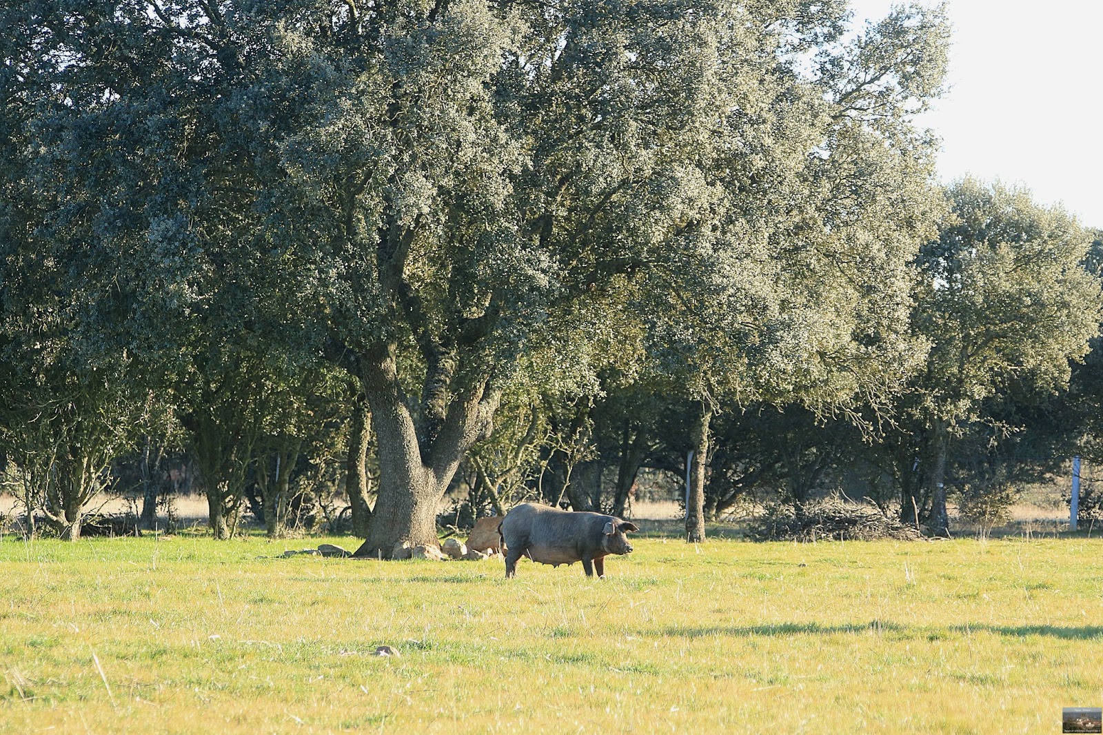 BOGAJO Salamanca: Marrano y marranas ibéricos en el campo de Bogajo