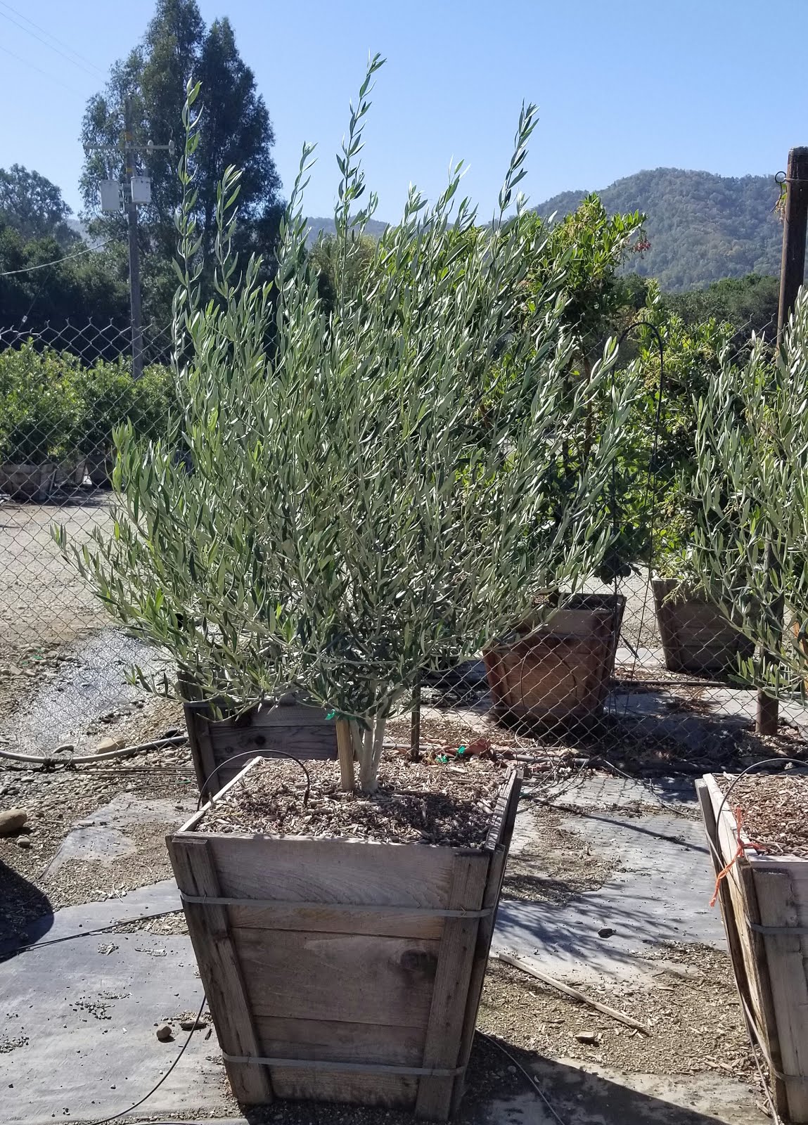 Recent Plant Photos at Western Tree Nursery: Olea e. Arizona bush ...