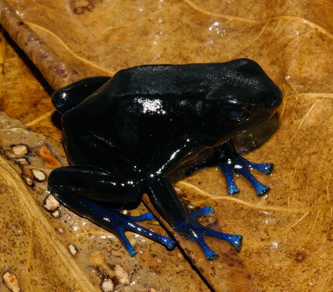 Dendroland: Dendrobates Tinctorius, sus morphos y variedades de color.