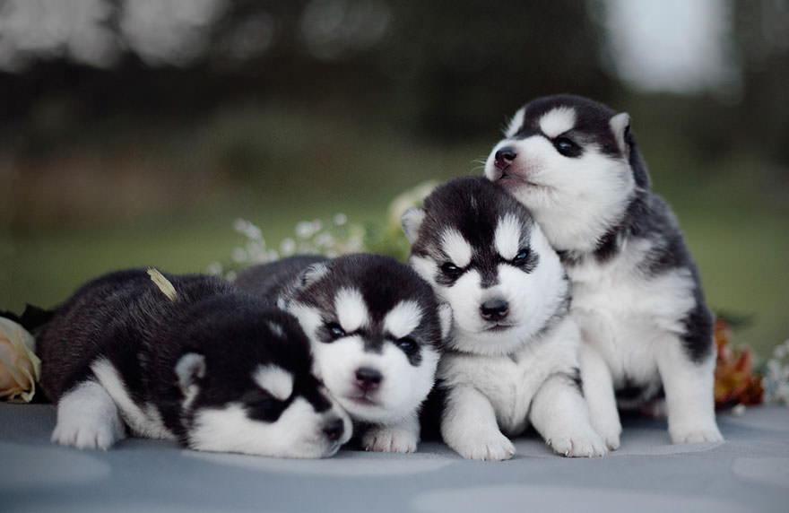 ANIMALS TIME : Siberian Husky Dog (Gallery 14)