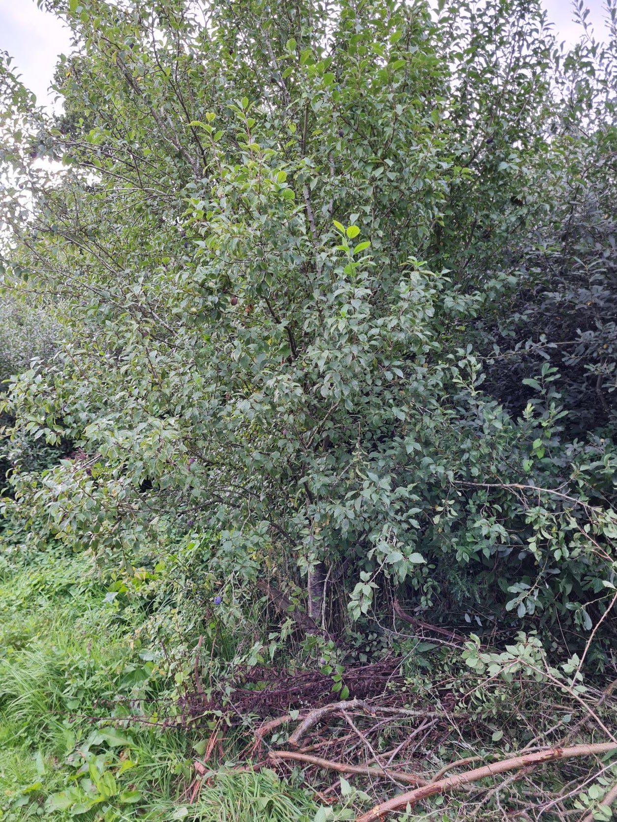 Why Is My Damson Tree Dying at Steve Stults blog