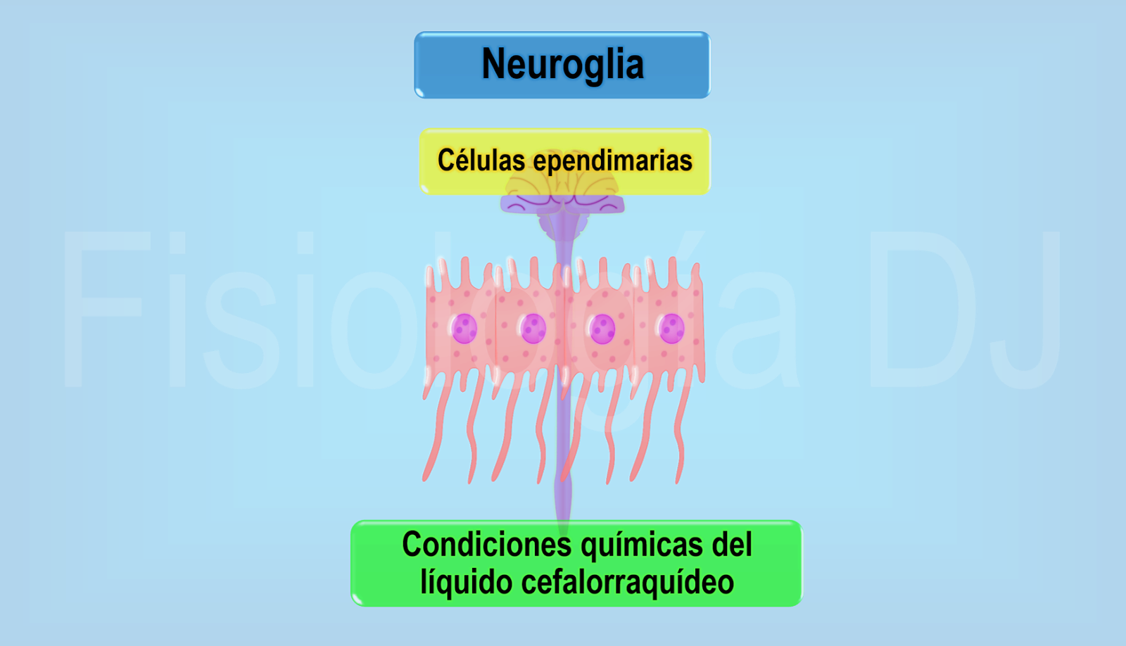 Fisiología DJ: Tejido nervioso | Tejido nervioso neurona y neuroglia ...
