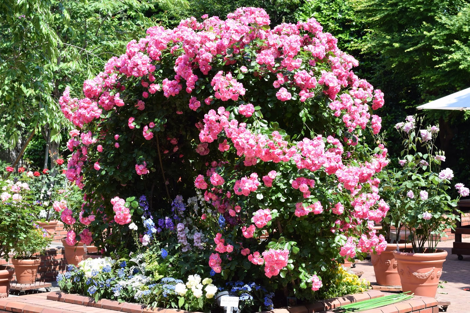 TenguLife: The curious guide to Japan: A Secret Garden in Tokyo