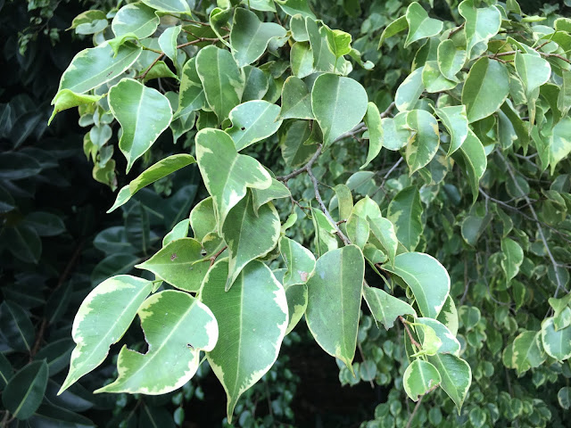 Ficus benjamina (Benjamin Fig)