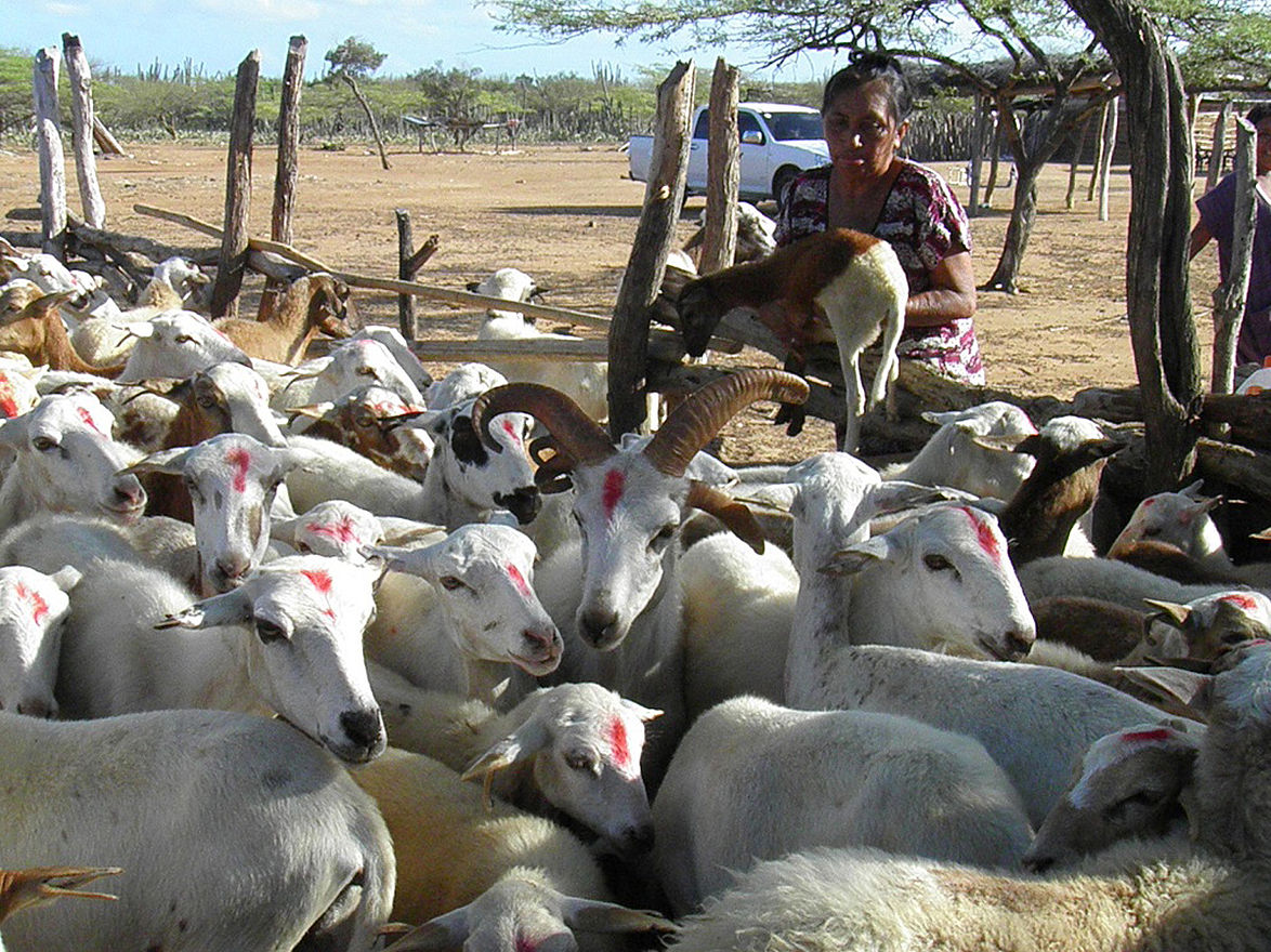 Historia Wayuu: Historia del pueblo Wayuu