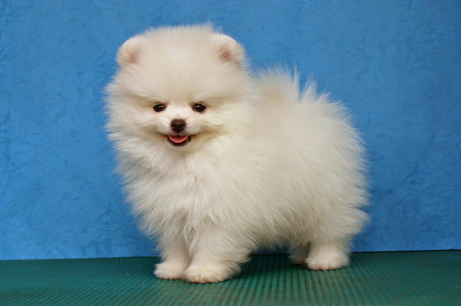 Pomerania o pomerano o spitz enano