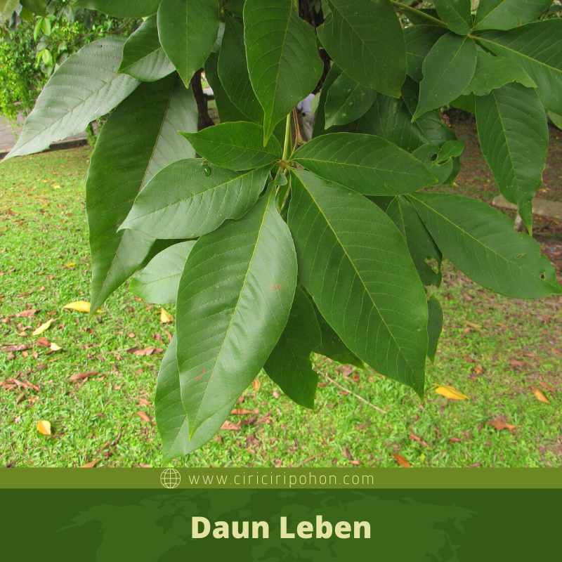 Ciri Ciri Pohon Leben / Leban (Vitex pinnata) Di Alam Liar ...