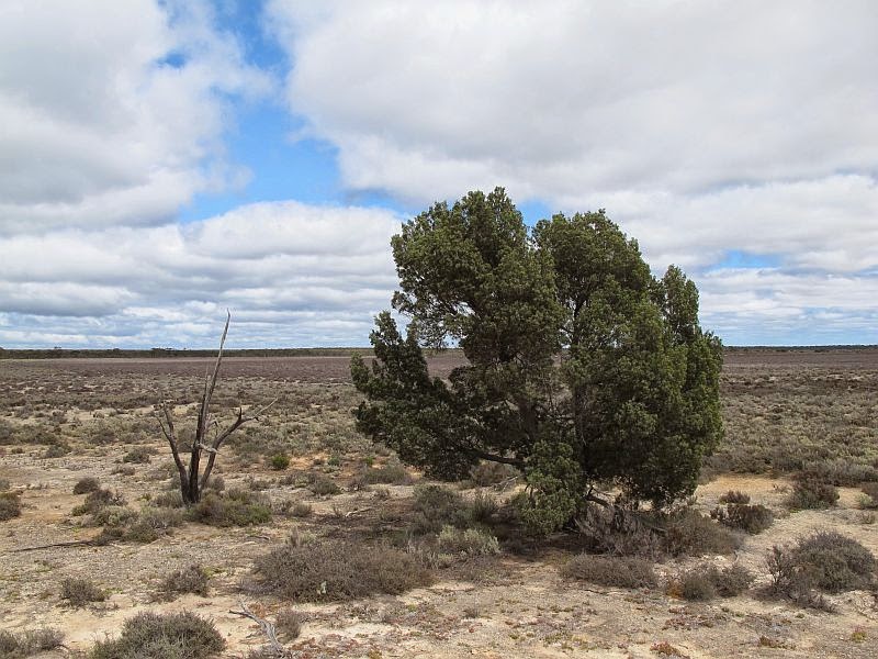 Esperance Wildflowers: Callitris canescens - Scrubby Cypress Pine
