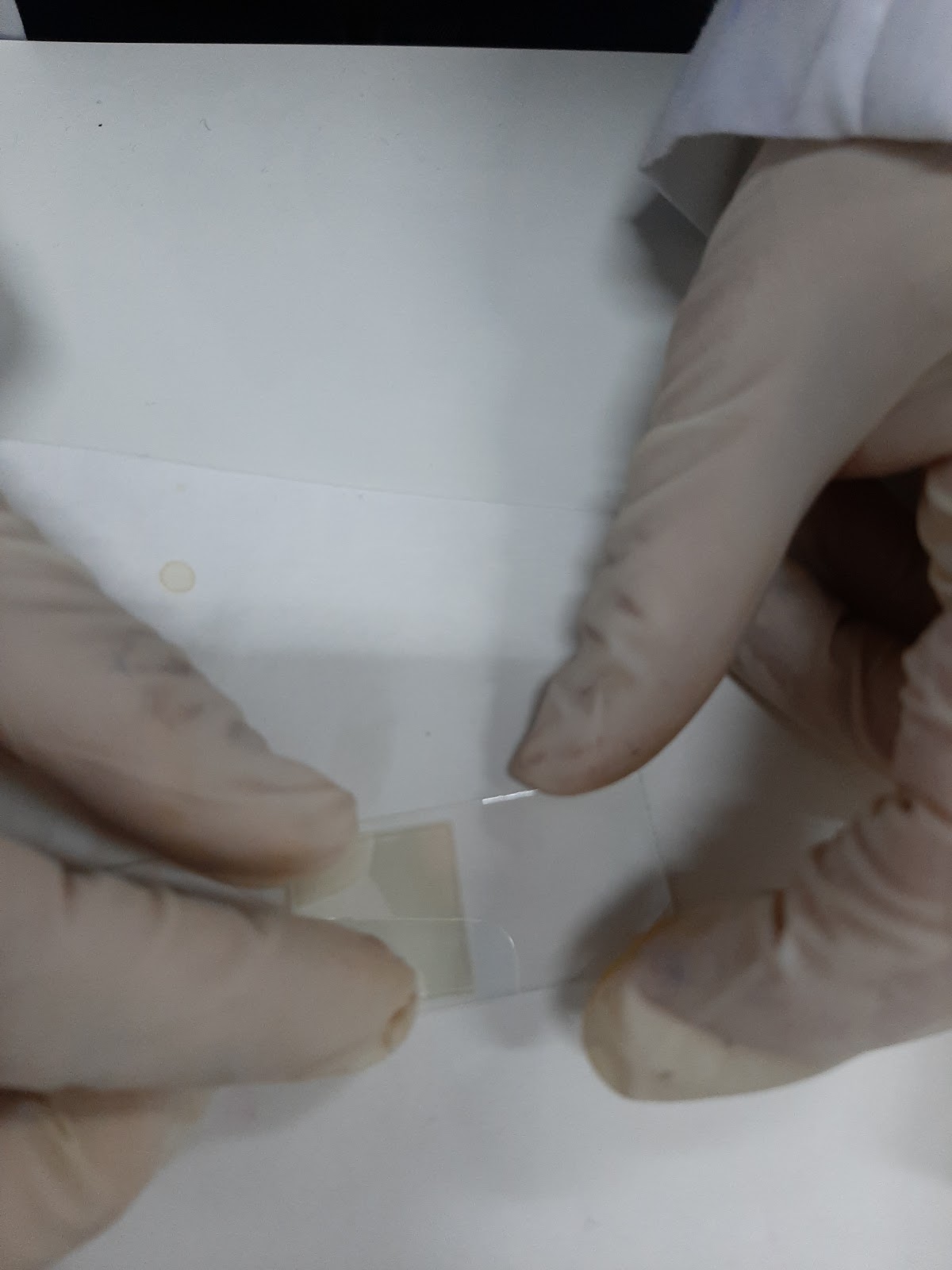 PRÁCTICA 17: TEST DE FILAMENTACION