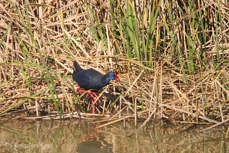 Cuaderno de campo. Rastros e indicios de fauna: Calamón común ...