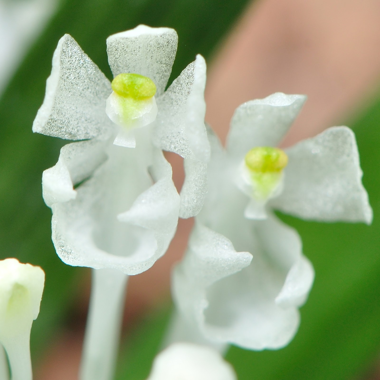 愛花人集合！: 透明的水母蘭Podangis dactyloceras