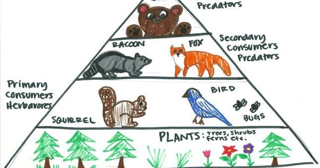 El blog del profe Javier: Feed the dingo