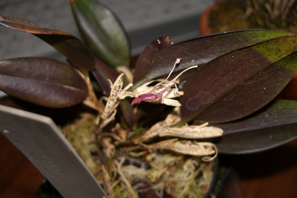 Restrepia mohrii care and culture | Travaldo's blog