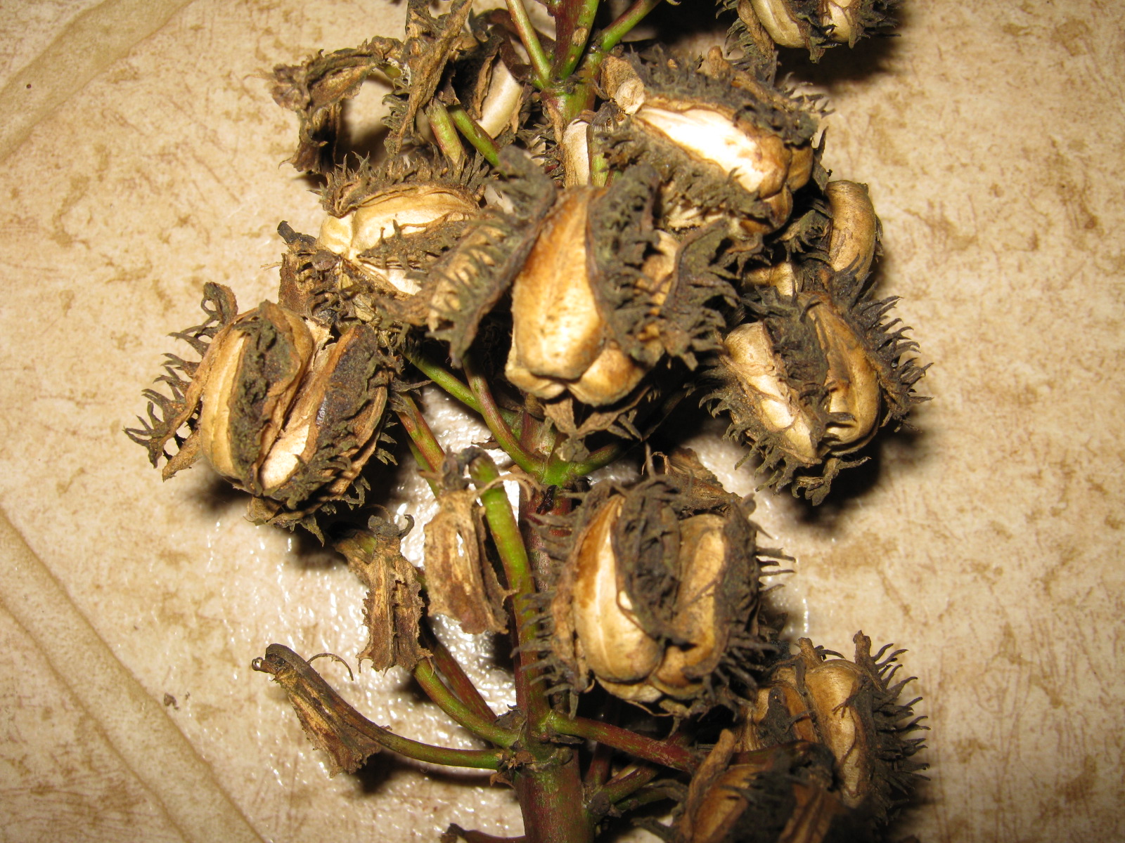 Ron's Primitive Skills: Castor oil plant-Bad beans