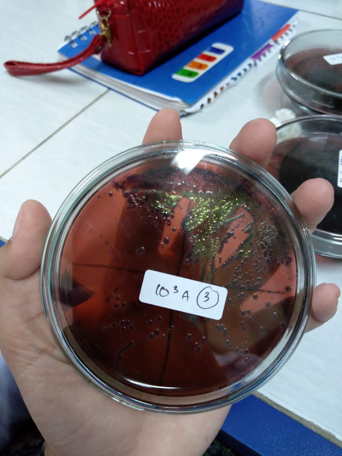 UJI CEMARAN MIKROBA METODE MPN