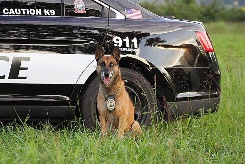 The K9 Chronicle: K-9 Drive, Fact or Fiction?