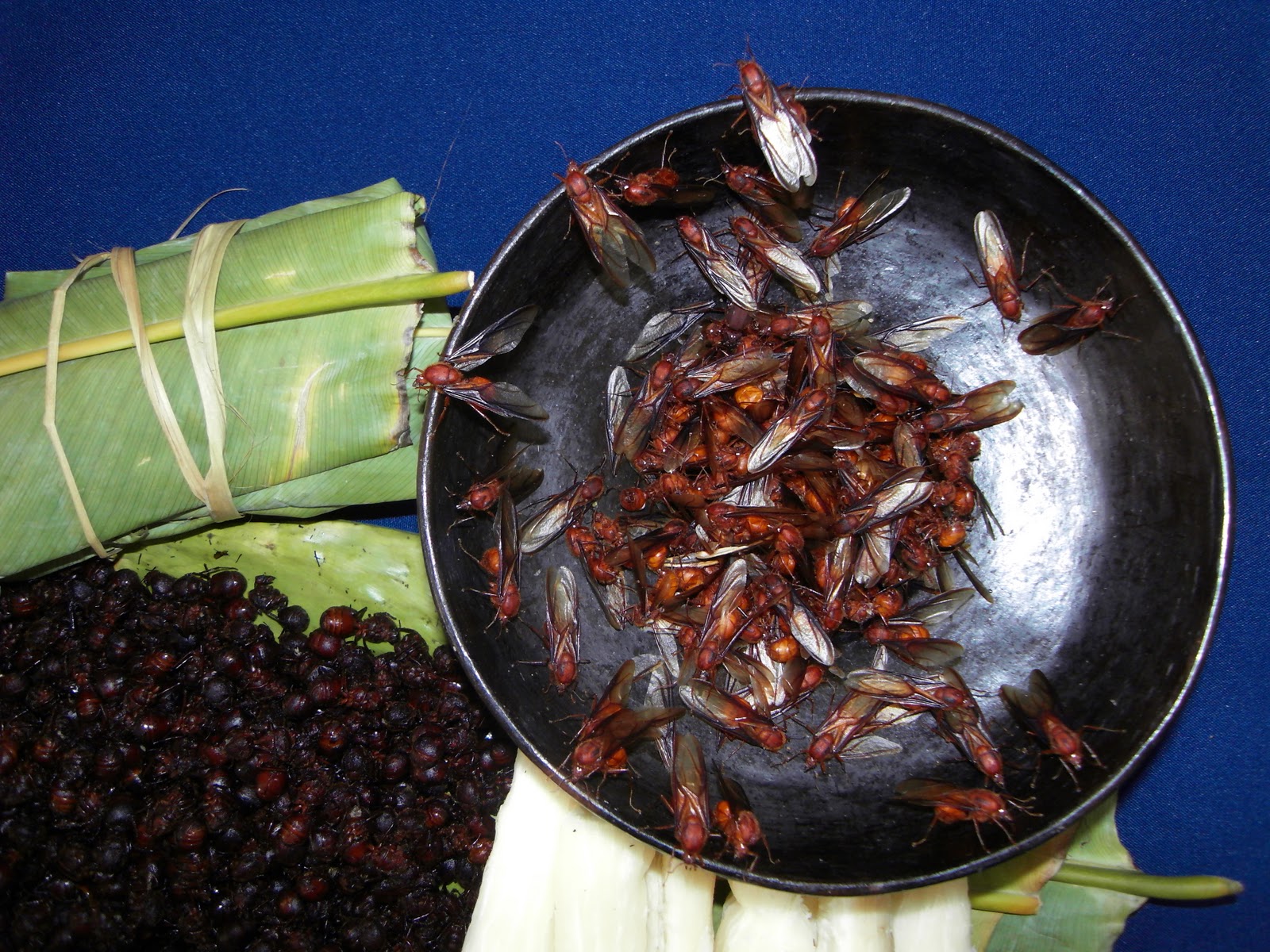 PETROGLIFOS DEL VALLE SAGRADO DE COTUNDO, CULTURA Y NATURALEZA ...