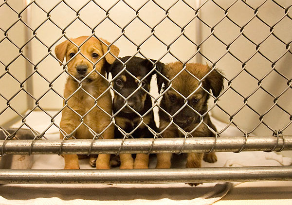 International Humane Society, Study By '11 Students