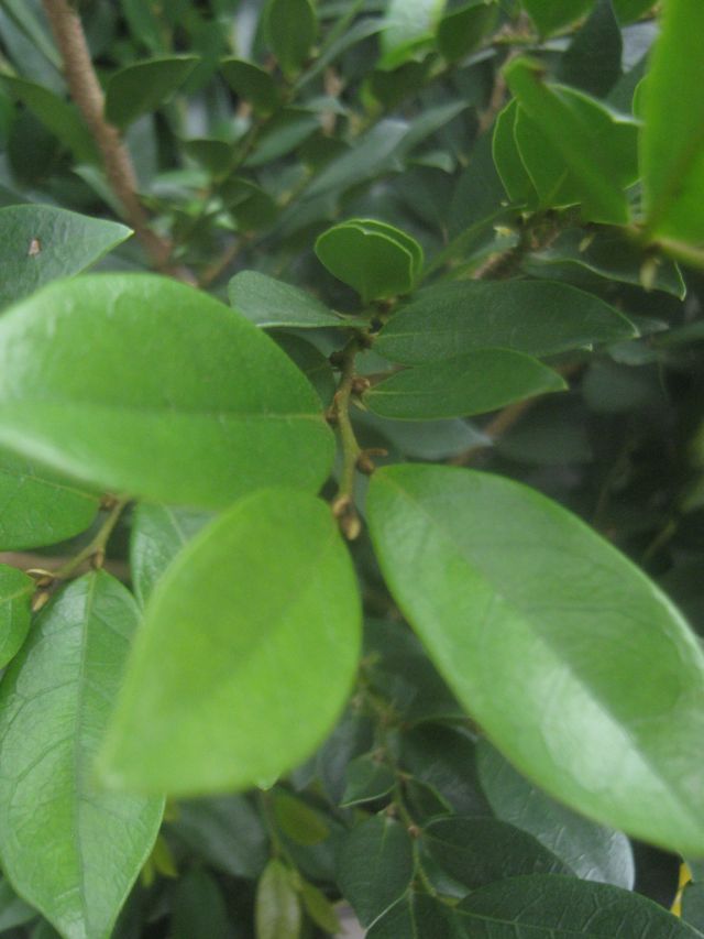 Future Plants by Randy Stewart: Isu Tree