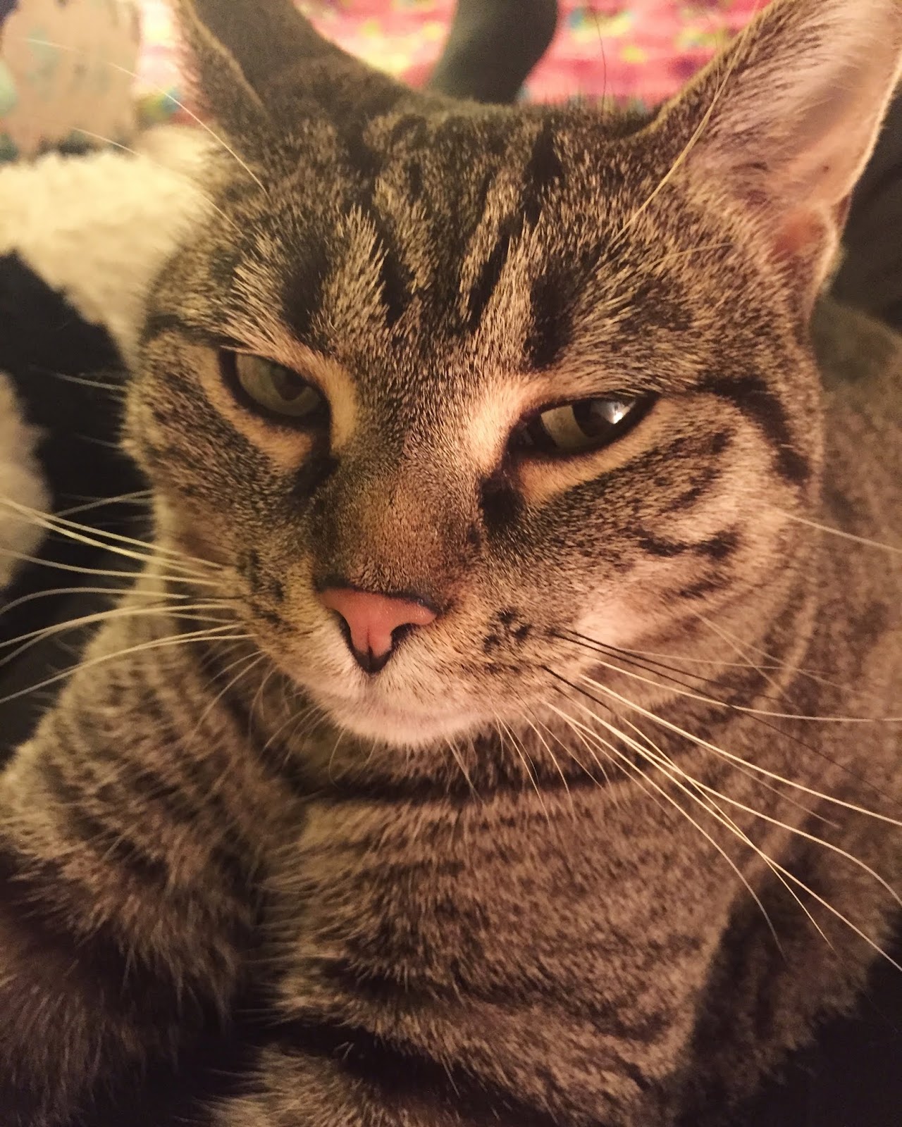 5 Reasons to Have a Cat