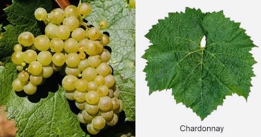 CHARDONNAY