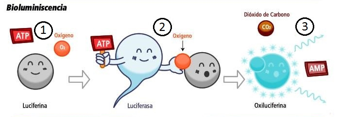 Naturaleza Cantábrica: 08/01/2020 - 09/01/2020